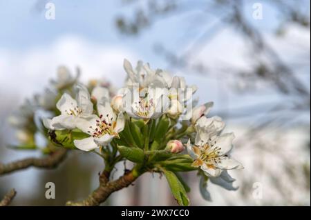 Amsterdam Niederlande März 2024 Birnenblüte Pyrus communis auf einem ...