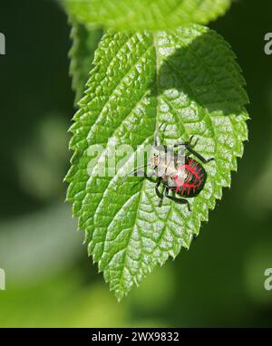 Blue Shieldbug Nymphe, Zicrona caerulea, Pentatomidae, Hemiptera. Costa ...