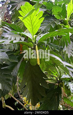 Die Breadnut, Artocarpus camansi, Moraceae. Costa Rica. Die Breadnut ...