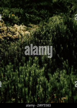 Waldboden Flora des Glencoe Lochan Forest, Scottish Highlands ...