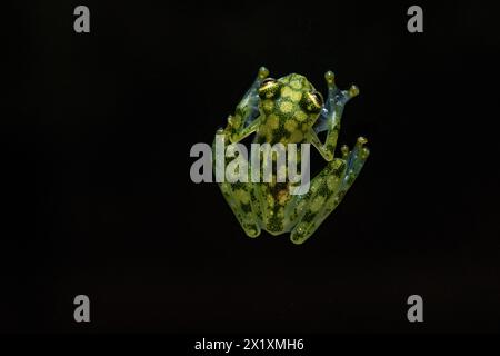 Hyalinobatrachium valerioi, auch bekannt als La Palma Glasfrosch, ist ...