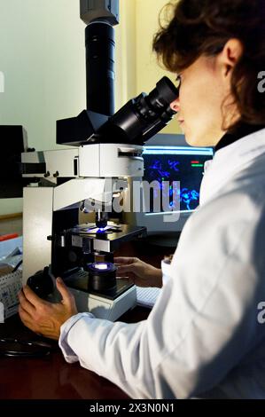 FISH-Technik (Fluoreszenz-in-situ-Hybridisierung) zum Nachweis der ...