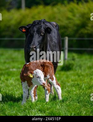 Kleines Kalb mit gelben Ohrmarken, das in einem Käfig in einer sonnigen ...