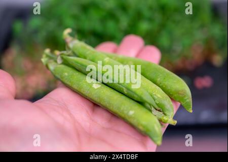 Ernte experimenteller neuer Leguminosen- und Gemüsesorten in der ...