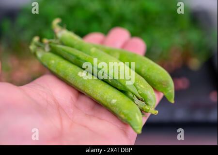 Ernte experimenteller neuer Leguminosen- und Gemüsesorten in der ...