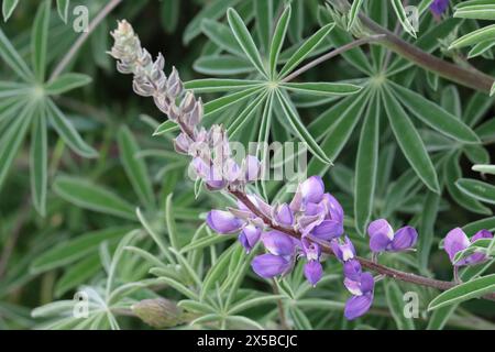 Long leaf Bush Lupine, Lupinus Longifolius, ein herrlicher ...