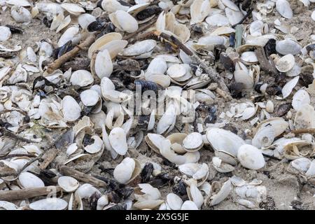 Muscheln am Strand Sandklaffmuscheln, Miesmuscheln und Herzmuscheln ...