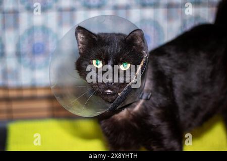 Eine schwarze Katze mit einem Kegel um den Hals wird aus nächster Nähe ...