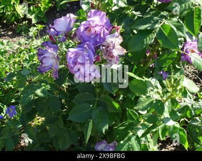 Blue for You, Rosarium, bühende Rosen, Baden bei Wien, 2024, Manfred ...