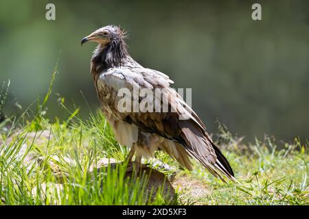 Schmutzgeier (Neophron Percnopterus), auch genannt der weißen Scavenger ...