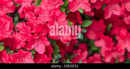 Blühende rote Azaleen blühen mit Tau-Tropfen im Frühlingsgarten ...