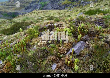 Diphasiastrum alpinum (alpines Clubmoos) kommt in Bergen und Mooren ...