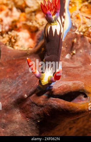 Bighorn nembrotha (Nembrotha megalocera), im Coral Reef, Ägypten, Rotes ...