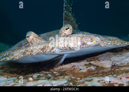 Tropische Flunder (Bothus mancus), Socorro Island, Revillagigedo ...