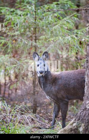 Sibirische Moschushirschen (Moschuss Moschiferus Stockfotografie - Alamy