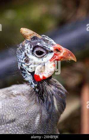 Das Helm-Perlhuhn mit seinem unverwechselbaren helmähnlichen Casque und ...