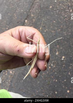 Geflügeltes rosa geflügeltes Stäbchen-Insekt (Sipyloidea sipylus ...