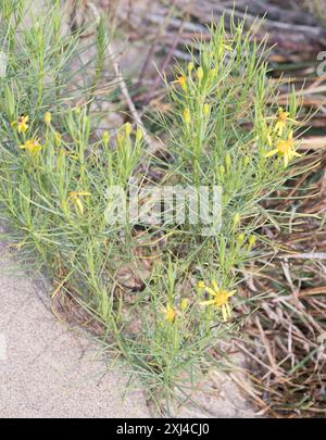 Blochman-Ragkraut (Senecio blochmaniae) Plantae Stockfotografie - Alamy