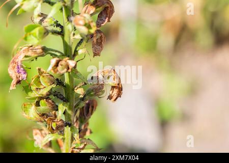 Schädlinge Parasiten Insekten Schwarze Blattläuse auf einem verwelkten ...