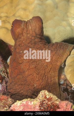 Oktopus (Octopus vulgaris) Tintenfisch Kopffüßer Octopus sitzt in ...