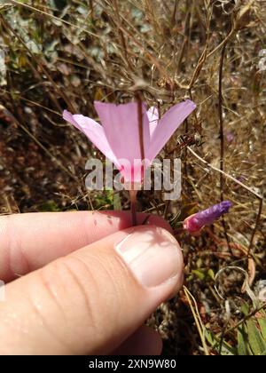 ruby Chalice Clarkia (Clarkia rubicunda), Plantae, Andrew Molera State ...