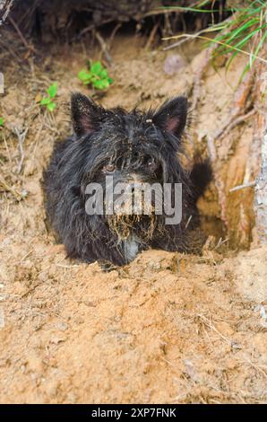 Kleiner Hund, der auf einer Wiese ein Loch in den Boden gräbt. Tricolor ...