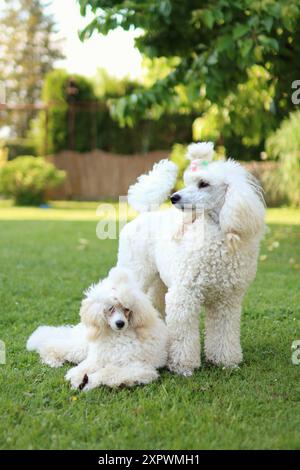 Zwei junge Pudel Stockfotografie - Alamy