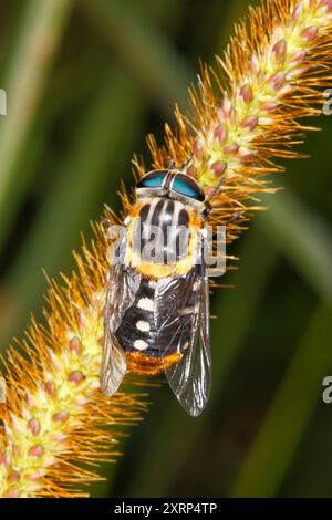 Blume essen Märzfliege, Tabanus auriflua oder Scaptia (Scaptia ...