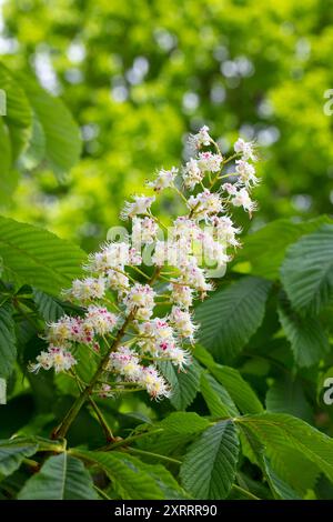 Blühende Kastanie im Frühjahr Nahaufnahme. Natur Stockfotografie - Alamy