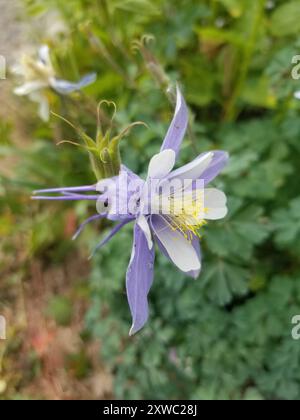 Blue columbine (Aquilegia coerulea), Plantae, Ashley National Forest ...