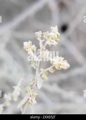 Cattle Saltbush (Atriplex polycarpa), Plantae, Thousand Palms Canyon Rd ...