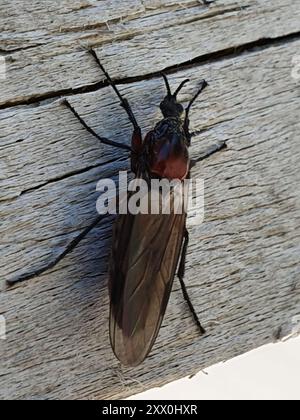 Blossom Fly (Dilophus nigrostigma) Insecta Stockfotografie - Alamy