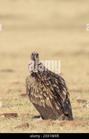 Der Himalaya-Geier ist ein alter Geier, der im Himalaya beheimatet ist ...