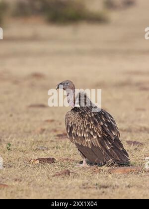 Der Himalaya-Geier ist ein alter Geier, der im Himalaya beheimatet ist ...