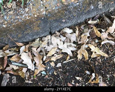 Bluff Oak (Quercus austrina) Plantae Stockfotografie - Alamy