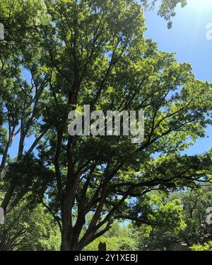 Bluff Oak (Quercus austrina) Plantae Stockfotografie - Alamy