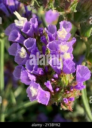 Blue statice (Limonium sinuatum), Plantae, San Elijo State Beach ...
