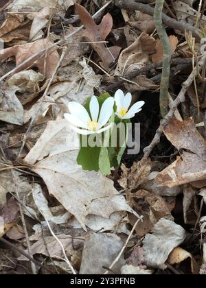 Bloodroot (Sanguinaria canadensis) Plantae Stockfotografie - Alamy