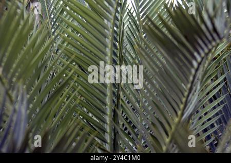 Encephalartos lehmannii oder Karoo cycad palmenartige Cycad-Pflanze in ...