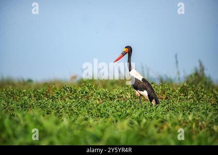 Sabble - abgerechneter Bestand ( Ephippiorhynchus senegalensis) in der ...