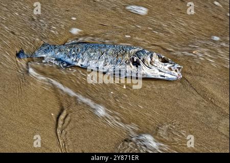 Tod. Ein angespülter toter Fisch liegt am Strand. Cavallino-Treporti ...