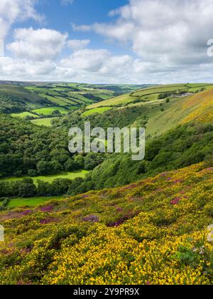 Die sanften Hügel von Exmoor vom Malmsmead Hill in Richtung Countisbury ...