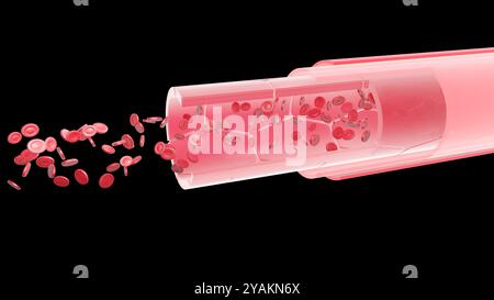 3D-Animation des anatomischen Abschnitts einer Arterie oder Vene. Zeigt ...