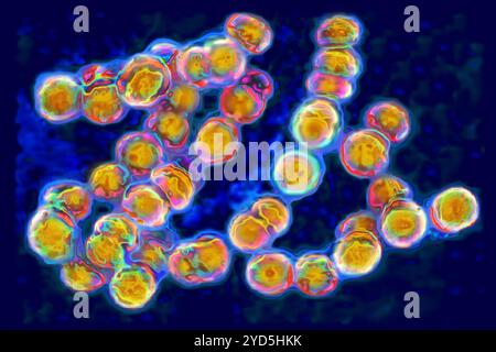 Streptokokken - Bakterien mit gerundeten grampositiven Kokken ...