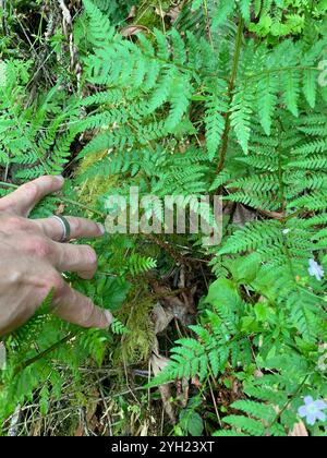 Spreitholzfarn (Dryopteris expansa), Plantae, Gaspésie-Îles-de-la ...