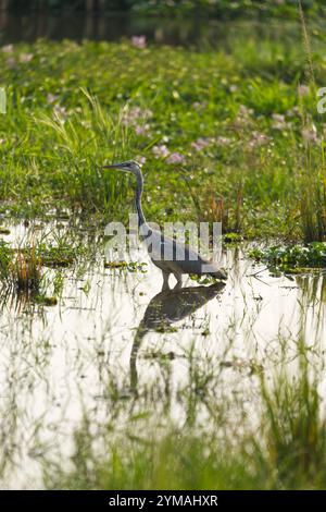Ein grauer Reiher watet bei Ebbe durch das Wasser in der Hoffnung, in ...