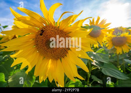 Blick auf Sonnenblumen bei Barlow Sunflower Fields, Barlow, Derbyshire ...