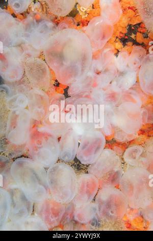 Brooding Transparent Tunicate Corella inflata, Clapper Hydroid Sarsia ...