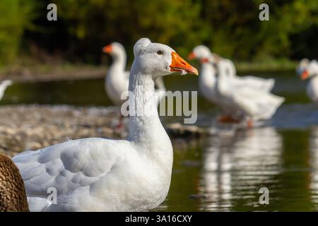 Eine Hausgans ist eine Gans, die Menschen domestiziert und für Fleisch ...