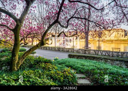 Blühender Magnolienbaum am Rhein in Basel. Die Schweiz Stockfotografie ...